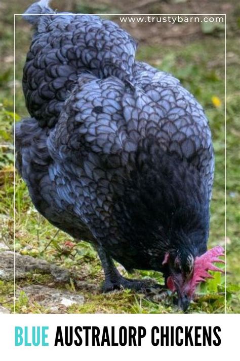 Blue Australorp Egg Unlocking Australorp Egg Colors History Traits
