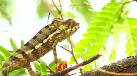 300 Bunglon Panther Foto Video Stok Dan Rekaman Bebas Royalti Istock