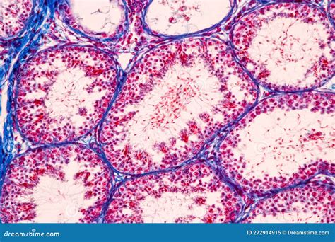 Histological Epididymis And Testis Human Cells Under Microscope Stock