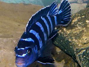 Demasoni Cichlid Male Female