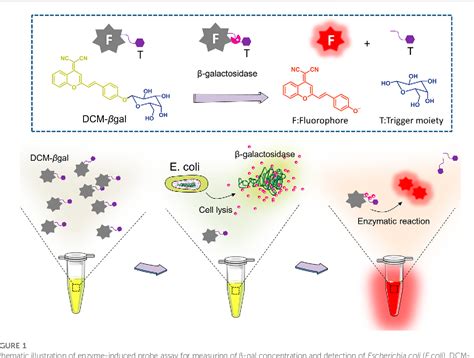 Figure 1 From An Enzyme Activatable Dual Readout Probe For Sensitive β Galactosidase Sensing And