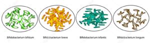 Bifidobacterium Adolescentis бактерия что это характеристика