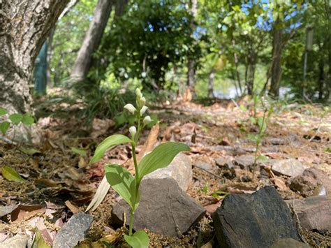 みかも山公園公式 on Twitter 湿性自然植物園ではギンランとキンランが咲き始めましたキンランは野草の園でもたくさん咲いてい
