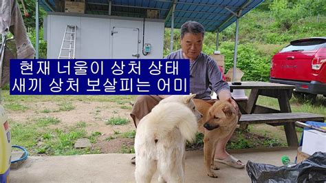 새끼 상처 보살피는 어미와 너울이 상태 Youtube