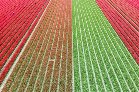 Aerial View Of Colorful Tulip Fields During Spring Time Stock Image