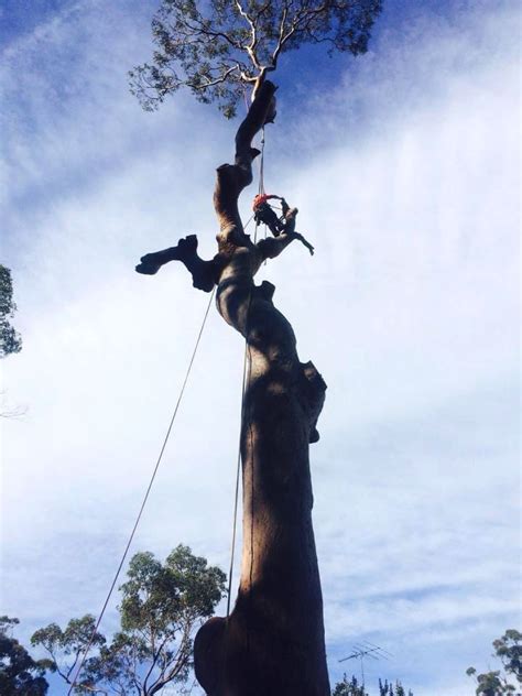 Professional Tree Removal Services Sydney Tree Removals