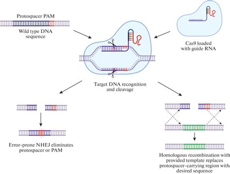 噬菌体基因组的编辑——重组工程辅助 Spcas9 修饰模型 Coliphages T7、t5 和 T3 Molecular Biology X Mol