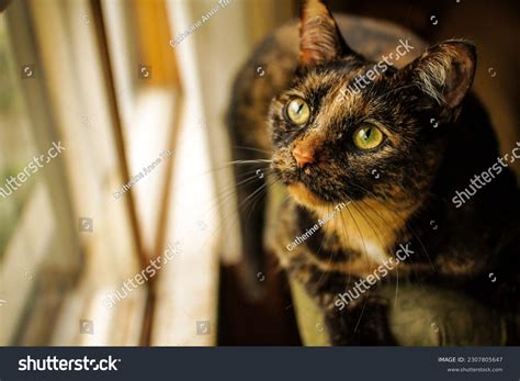 Tortoiseshell Cat Outside