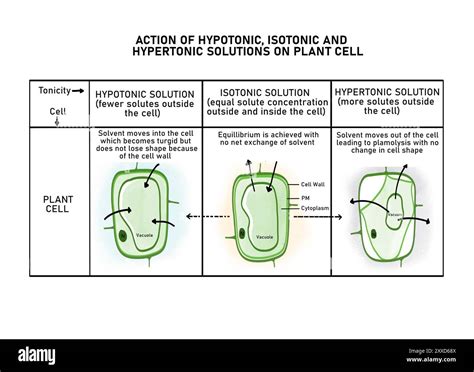 Isotonic Solution Plant Cell