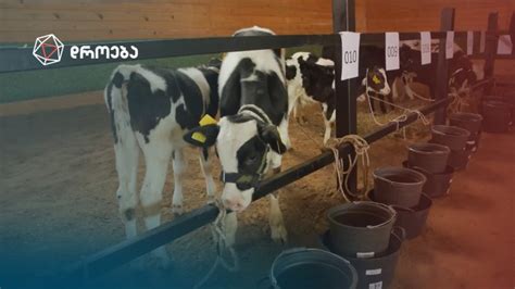 ძროხები დროება