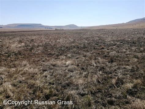 Green Mamba P5 Russian Grass Seeds