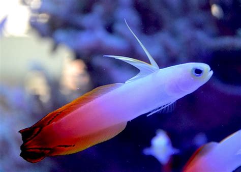 Rare Double Fin Firefish Makes Its Way To House Of Fins Reef Builders