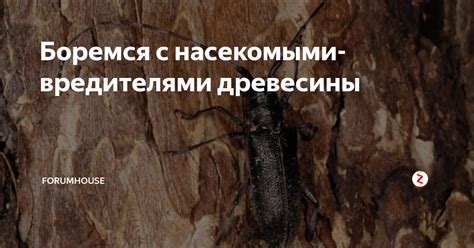 Боремся с насекомыми вредителями древесины Forumhouse Дзен