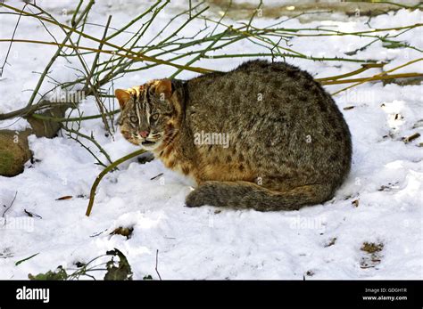 Amur Leopard Cat Or Siberian Leopard Cat Prionailurus Bengalensis