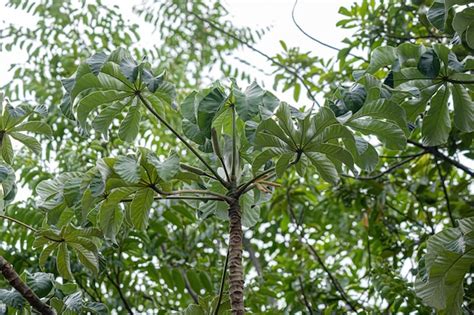 Premium Photo Pumpwood Plant Leaves