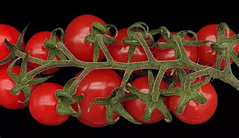 Researchers Breed Tomato Plants That Contain The Complete Genetic