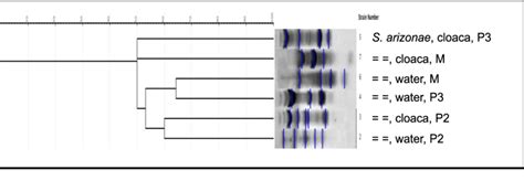 Dendrogram Shows Genomic Analysis Of Electrophoresed DNA Extracted Download Scientific