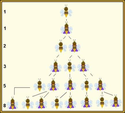 40 Fun Fibonacci Facts You Cannot Miss Facts Net 40 Fun Fibonacci Facts You Cannot Miss Facts Net