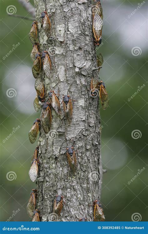 A Great Many Cicadas On A Tree Trunk Magicicada Stock Image Image