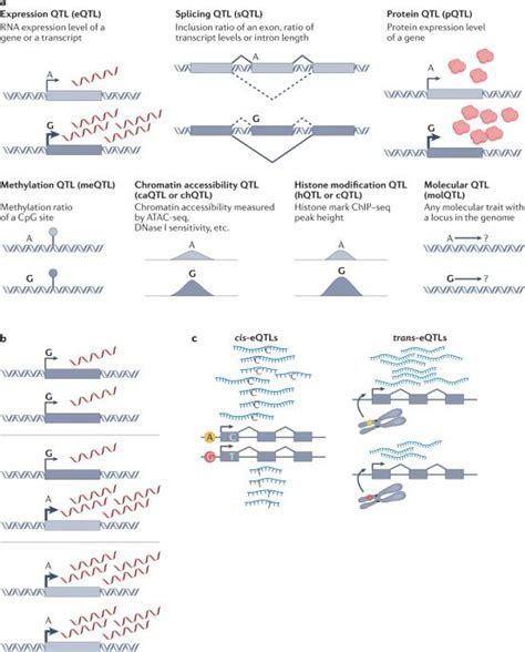Hanaa Fayed On Linkedin Molecular Quantitative Trait Loci Nature Reviews Methods Primers
