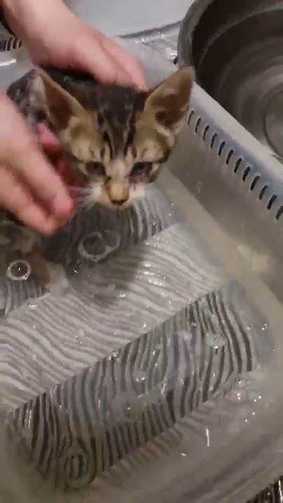 아기 길고양이 귀여워 사랑스러운 아기 새끼고양이 Youtube