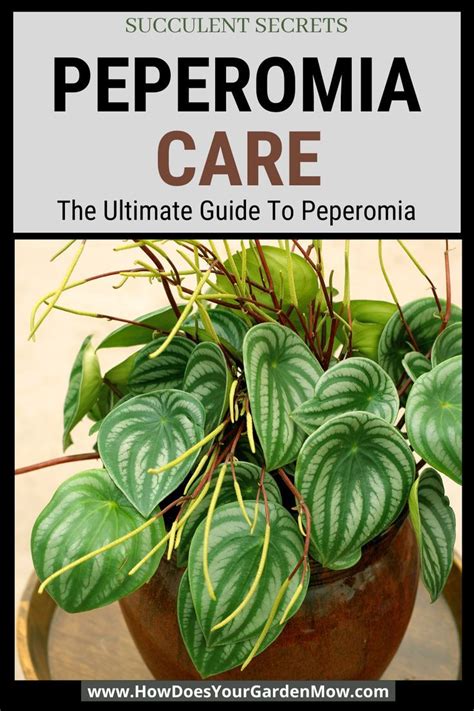 Ultimate Guide To Peperomia Care Peperomia Plant Plant Care Peperomia