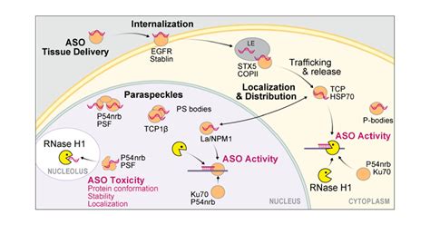 The Interaction Of Phosphorothioate Containing Rna Targeted Drugs With