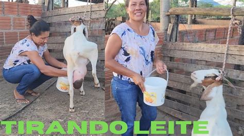 Tirando Leite Pela Primeira Vez Tirando Leite Na MÃo A Modo Antigo
