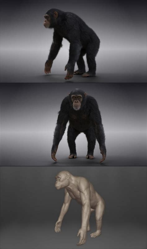 Artstation Chimpanzee Animated Vfx Grace Resources In 2022