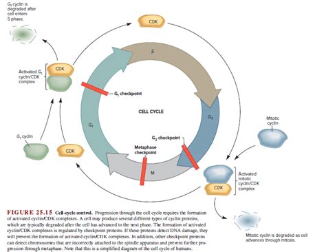 Cell Cycle Cyclin