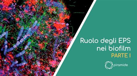 Piramide Biotecnologie Enzimatiche Eps Biofilm Esopolisaccaridi