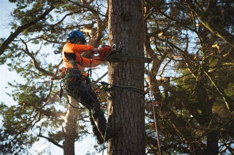 Arborist Tree Climbing Gear Supplies
