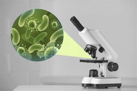 11 Thousand Bacteria Microscope Under Royalty Free Images Stock