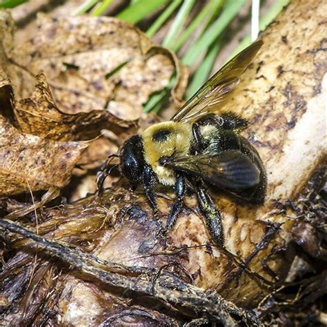 Where To Find Vulture Bees Carrion Eater Gut Bacteria Help Vulture