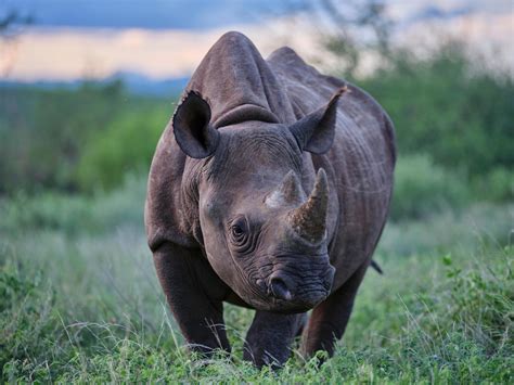 Rhinoceros Colouring