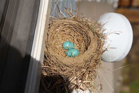 How Do Blue Eggs Get Their Color Cracking The Code