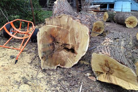 Backyard Tree Removal Before And After Photos Avoision Com