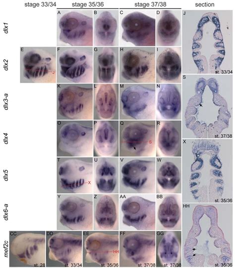 Fig S1 Expression Of Dlx Genes And Mef2c Gene And Stage Are