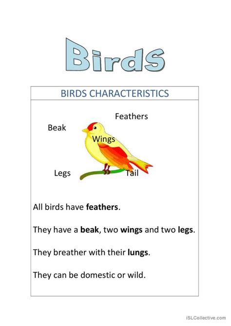 Birds Characteristics