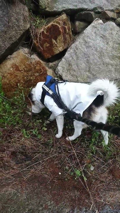 비가 와도 산책은 가야 해요 ㅎㅎ 발걸음이 가벼운 봄이 Youtube