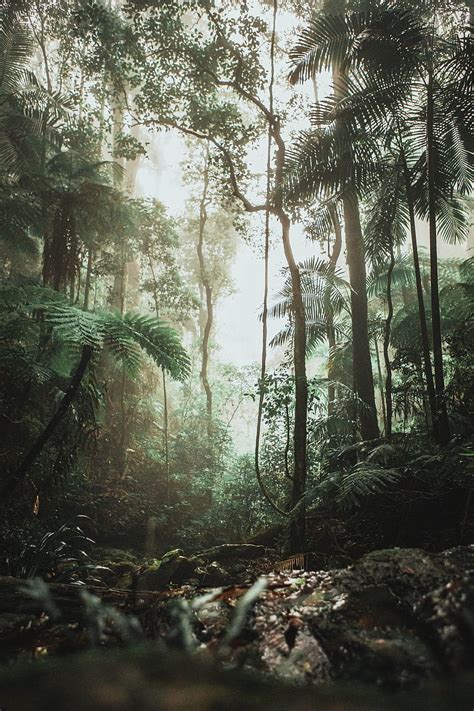 4k Jungle Wallpapers 4k Hd Backgrounds On Wallpaperbat
