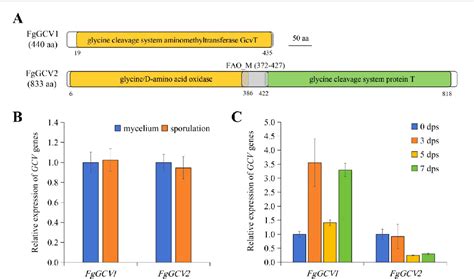 Figure 2 From Fggcv1 A Glycine Cleavage System T Protein Regulates