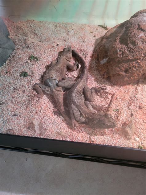 Rescued These Lizards Need Help Identifying R Lizards