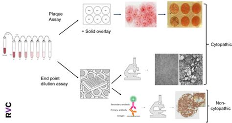 Virus Quantification Flashcards Quizlet