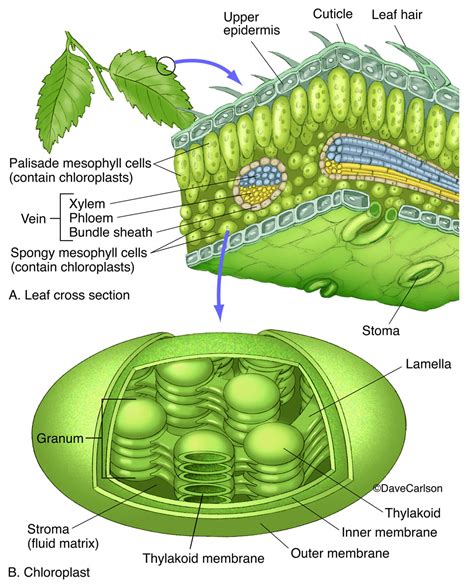 Leaf Chloroplast Structure Carlson Stock Art