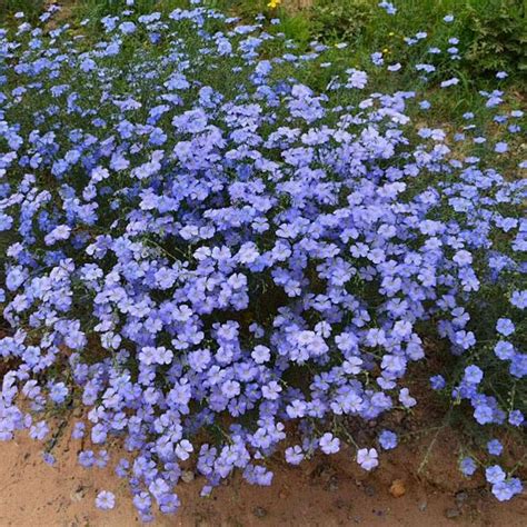 Linum Perenne