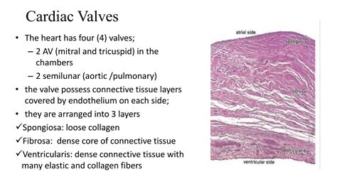 Cardiovascularcccfsdsdsdcvs Histologypptx