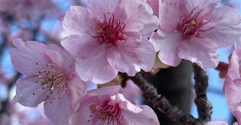 初めまして！！｜rituka