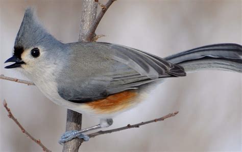 Tufted Titmouse Calls Learn 4 Common Sounds Bird Watching Hq