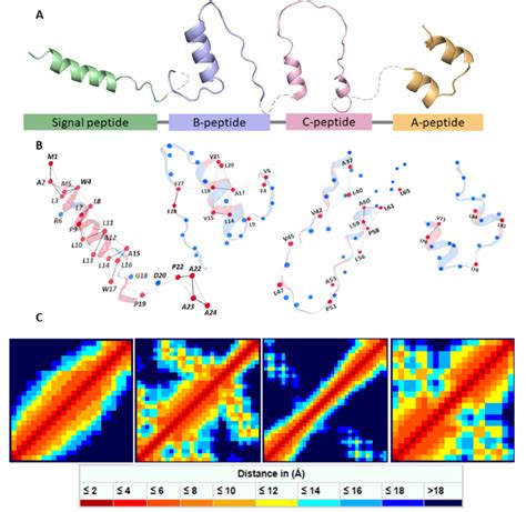 Demonstration Of Preproinsulin Domains Using Alphafold And Network